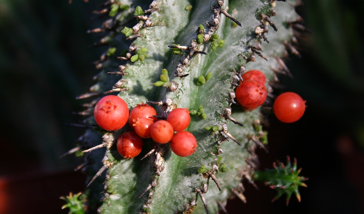 Viscum biology – Viscum.dk
