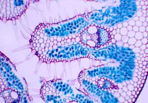 Xerophytes – Viscum.dk