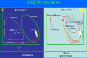 Xerophytes – Viscum.dk