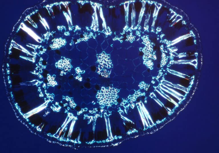 Xerophytes – Viscum.dk