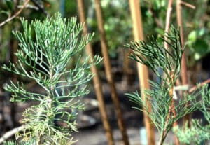 Xerophytes – Viscum.dk