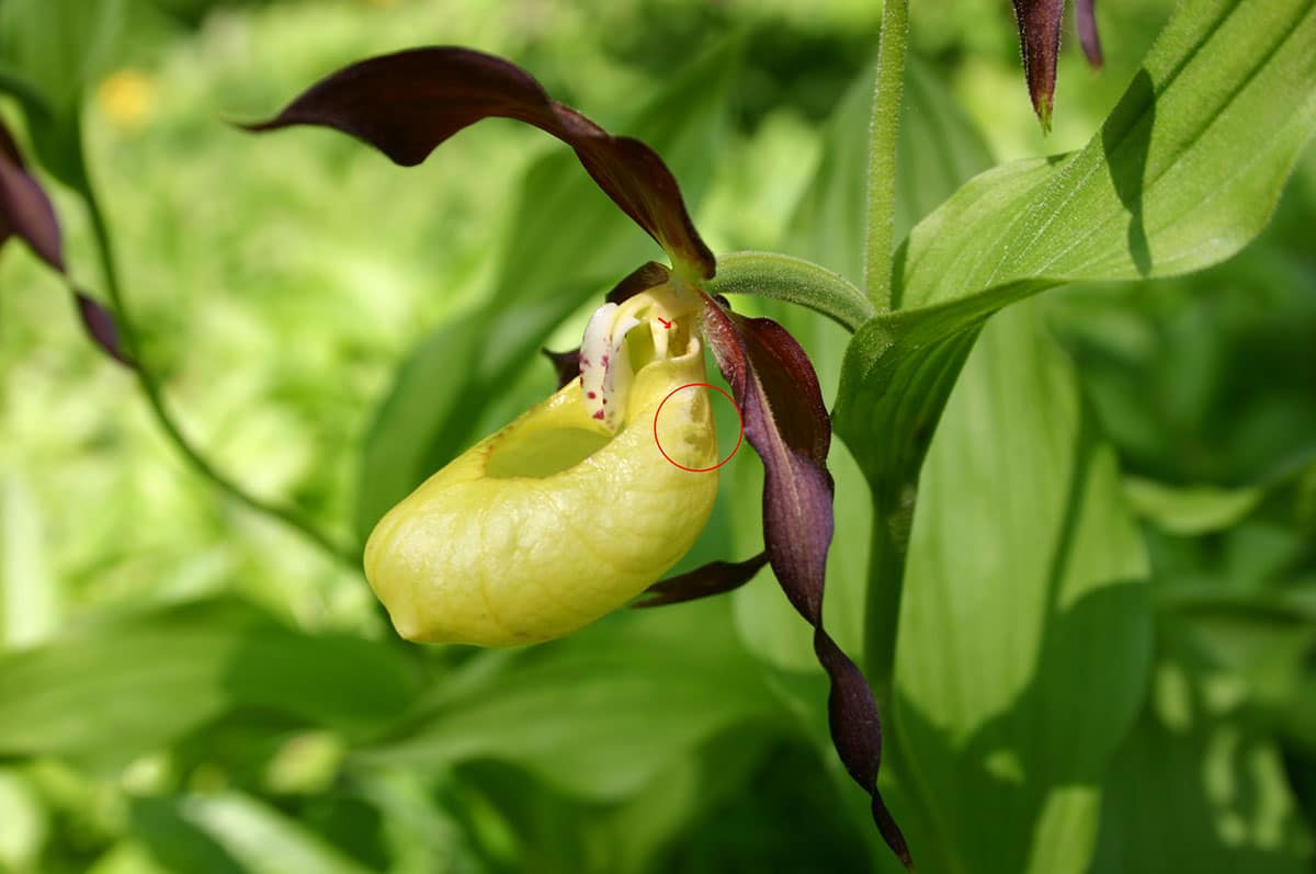 Orchid pollination – Viscum.dk