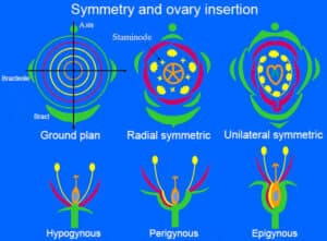 Orchid pollination – Viscum.dk